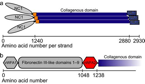 Domain Architecture Of Type Vii Collagen Type Vii Collagen Forms
