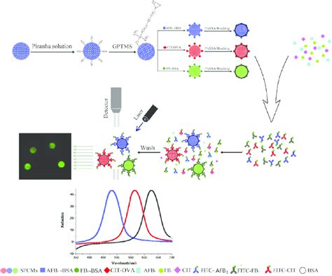 Multiplexing Immunoassay At David Montelongo Blog