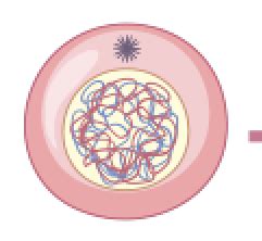 Mitosis And Meiosis Flashcards Quizlet
