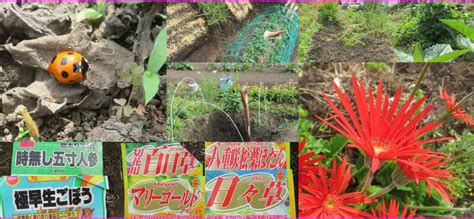 花の種まき 菜園はれはれ