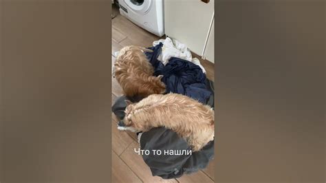 Добби и Патчули жизнь нужно в кайф Youtube