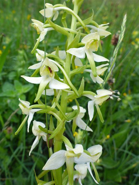 Photographs Of Fontmell Down Nature Reserve Dorset England Greater