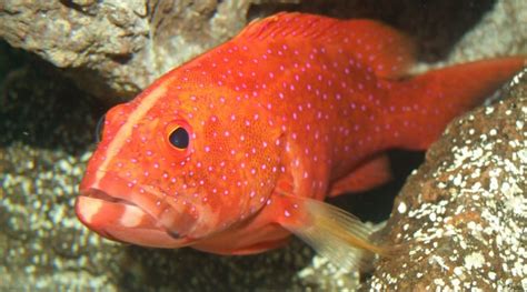 Red Herring Fish