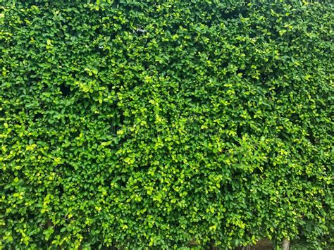 Texture Of Nature Tree Wall Stock Photo Image Of Clean Garden