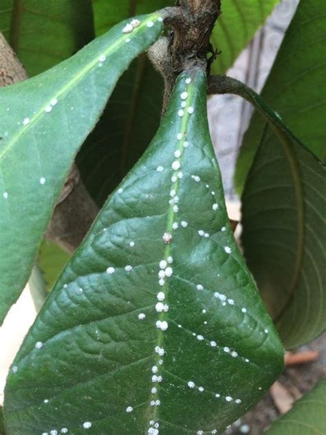 How To Protect Your Birds Nest Fern Pest And Disease Management