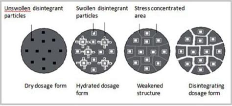 Figure 1 From Role Of Superdisintegratings In Fast Dissolving Tablets