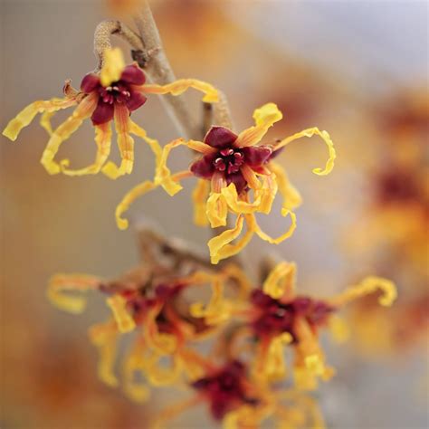 Hamamelis Virginiana Forces Of Nature Medicine