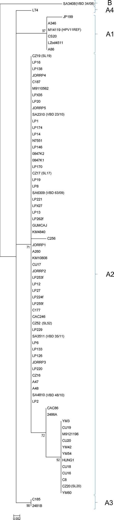 Maximum Likelihood Tree Based On A 208 Bp Region At The 3 End Of The Download Scientific