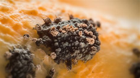 Microscopic Fungus And Yeast On A Vegetable With Fruit Backgrounds