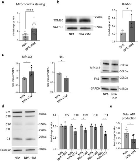 Effect Of Sphingomyelin Accumulation On The Mitochondrial Compartment Download Scientific