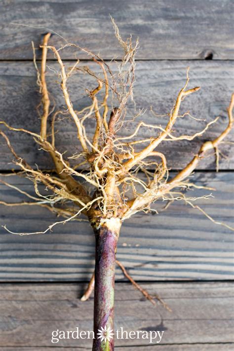 Tips For Eating And Harvesting Dandelions