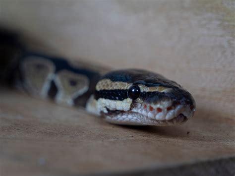 Adult Normal Female Ball Python Emerald Scales