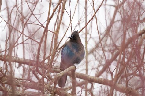 Steller S Jay Feeding In Woods Stock Image Image Of Face Feeders 310083003