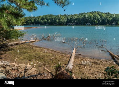 Several Trees In The Lake Fallen From Erosion Due To A Drought On A Bright Sunny Day In Early