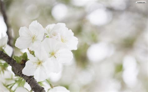 White Flower Wallpapers Wallpaper Cave