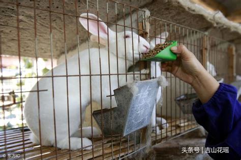 冬季獺兔的飼養管理 每日頭條
