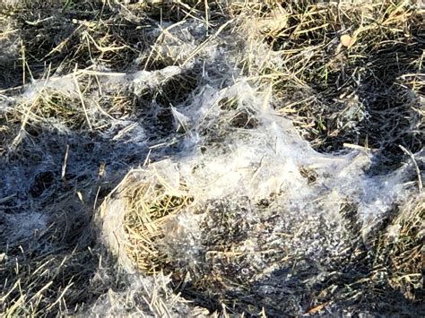 Dakota Gardener Spring Lawn Problems — Extension And Ag Research News