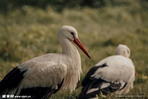 白鹳摄影图鸟类生物世界摄影图库昵图网