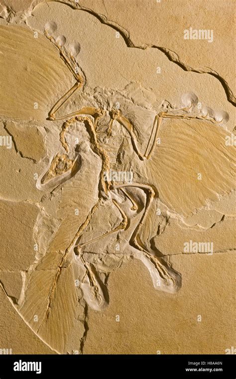 Archaeopteryx Archaeopteryx Lithographica Bird Fossil 150 Million