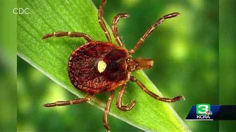 Consumer Reports Protect Yourself Against Ticks