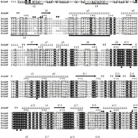 Multiple Sequence Alignment Of Lap Structures From Various Species The