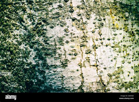 Photograph Of A Tree Bark Texture Or Background Stock Photo Alamy