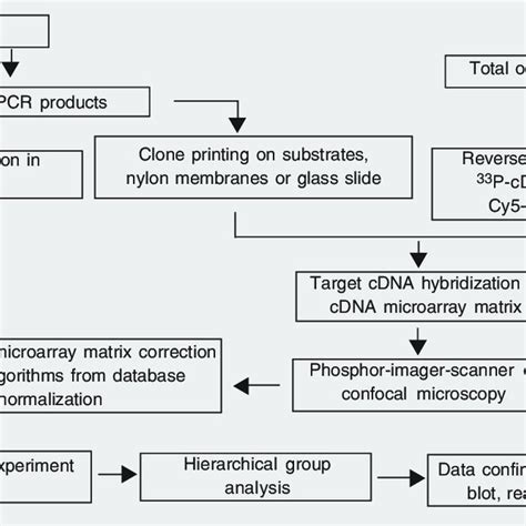 Model Of Methods Used In Cdna Microarray Technology Download Scientific Diagram