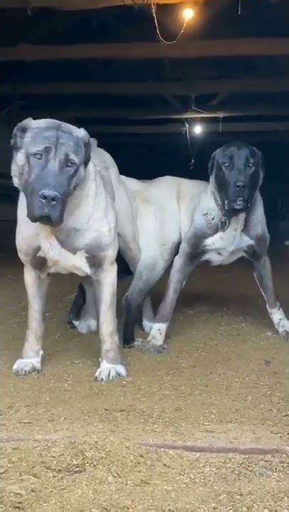 Kangal Köpeği çiftleşmesi 😃🥰bilmem Mi Youtube