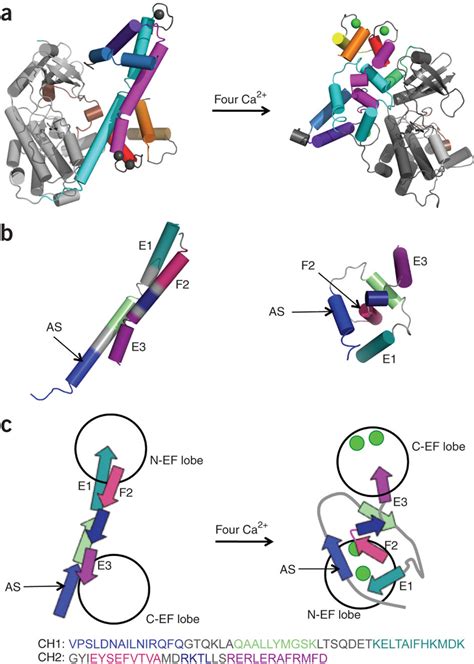 Schematic Representing The Activation Of A Canonical Cdpk A Cartoon Download Scientific