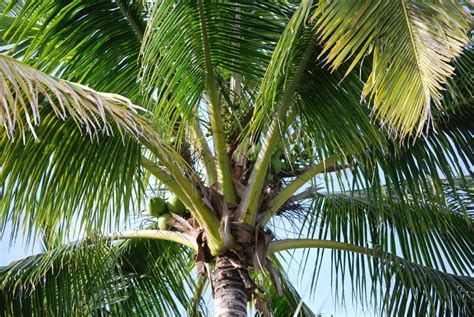 Uses Of Coconut Tree From Roots To Leaves Hubpages