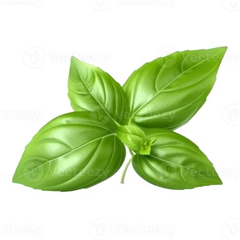 Basil Leaf Isolated 22149286 Png