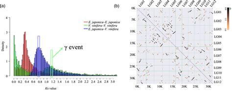 Whole Genome Polyploidization Event In Euscaphis Japonica A Ks