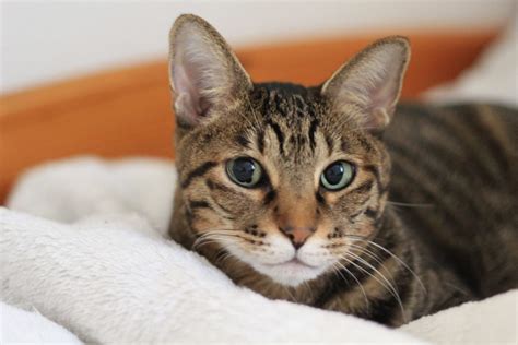 猫がてんかんになったときの対処法は？具体的な症状や治療法についても解説！ 動物病院サプリ