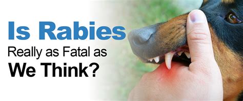 Rabies Virus In Dogs Rabies Durham County Nc Public Health