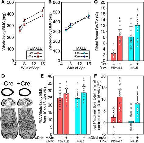 Conditional Deletion Of Dkk1 From Bone Cells Or Antibody Induced