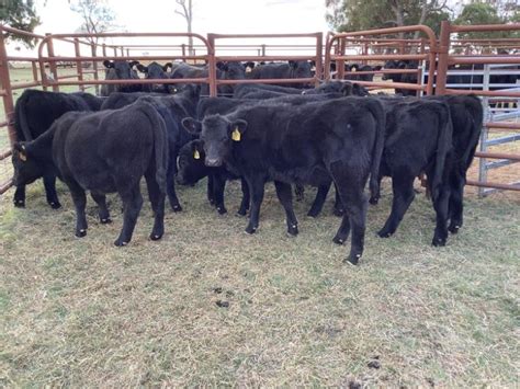 Lot 140 11 Mixed Sex Calves Auctionsplus