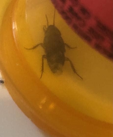 Unknown Bug In Bathroom Bugguidenet