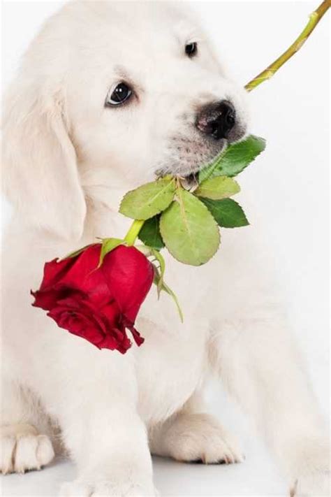 Hd Lassie Wallpaper Whatspaper