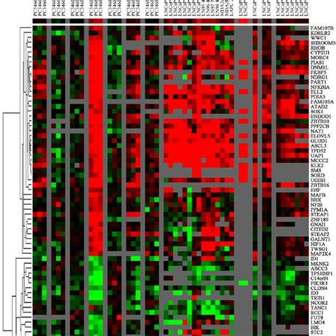 Primer Sequences Used In The Quantitative Rt Pcr Analysis Download Table