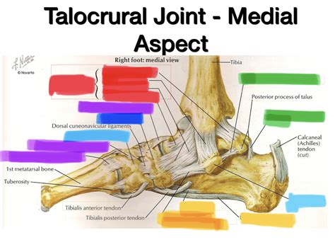Diagram Of Ankle Joint Medial Aspect Quizlet