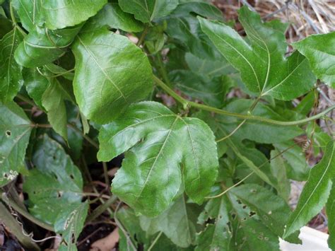 10000印刷√ Tree 3 Lobed Leaf 332439 Tree Three Lobed Leaf