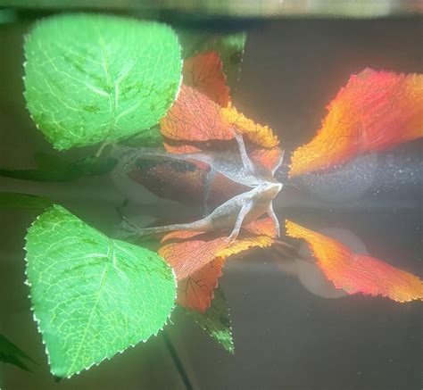 Just Chillin Raquaticfrogs