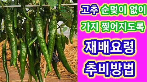 고추나무 가쟁이 찢어지도록 순멎이 없이 키우는 재배방법 고추추비중거름웃거름 주는 시기 방법 고추키우기 솔림농원고추비닐힌우스