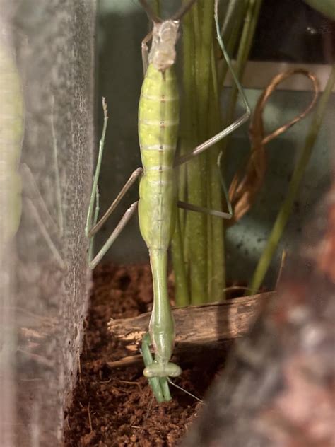 My Male Mantis Just Moulted And His Wingbuds Have Appeared
