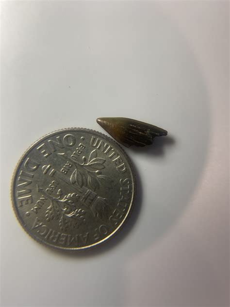 Fossil Tooth Id Fossil Id The Fossil Forum