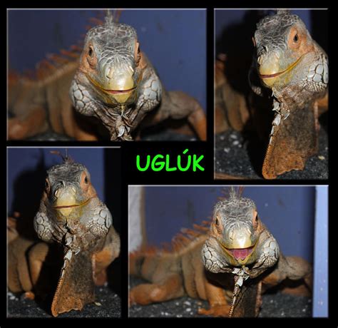 Ugluk By Retardmessiah On Deviantart