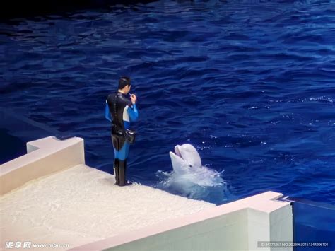 驯兽师摄影图海洋生物生物世界摄影图库昵图网