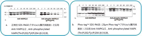 Wako 304 93521 Phos tag Acrylamide ALL 107 使用说明书 上海金畔生物科技有限公司官网