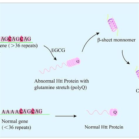 Fus Structural Domain And The Liquid Solid Phase Transition Process