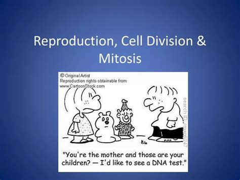 Ppt Reproduction Cell Division And Mitosis Powerpoint Presentation